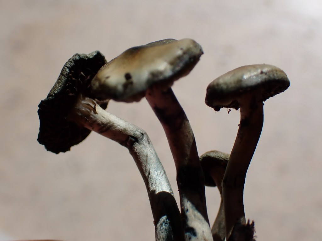 Kaupapa Tū Wairua – Tū Wairua Research & Regulation